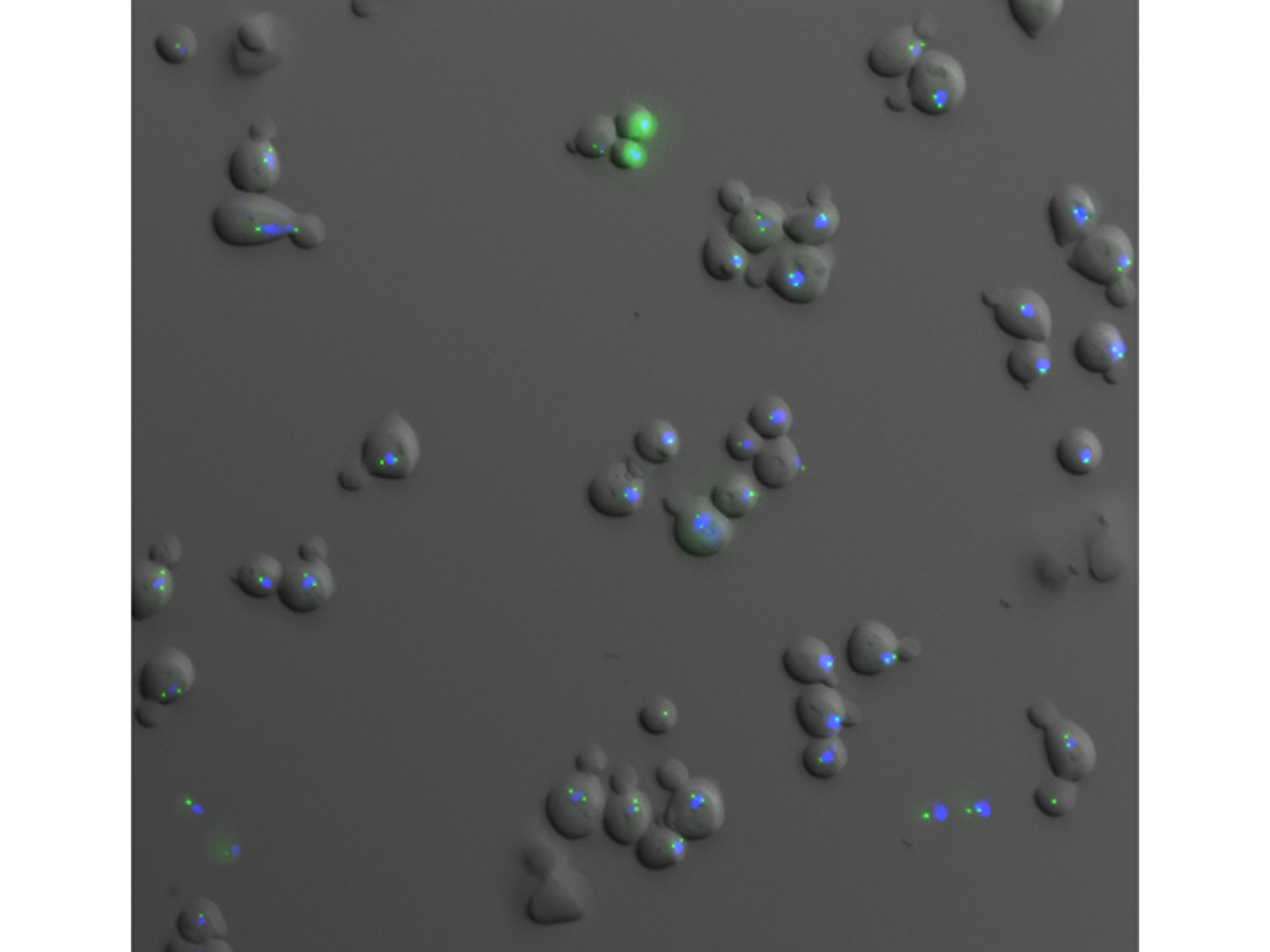 The Lucena Lab – Control of Cell Growth and Size in Eukaryotic Cells